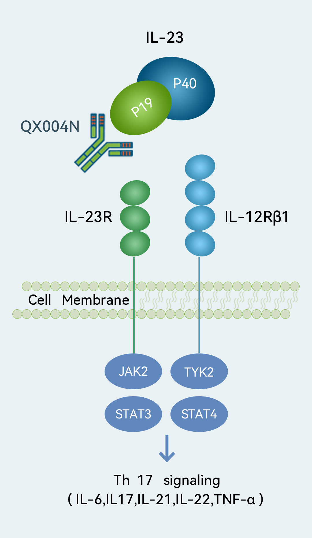 Qyuns Therapeutics Co., Ltd.